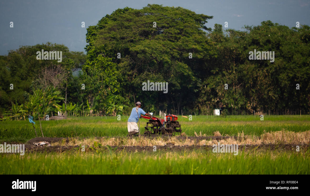 Tractor prepares rice paddy hi-res stock photography and images - Alamy
