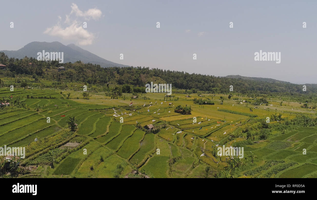 rice fields, agricultural land in countryside. aerial view farmland ...