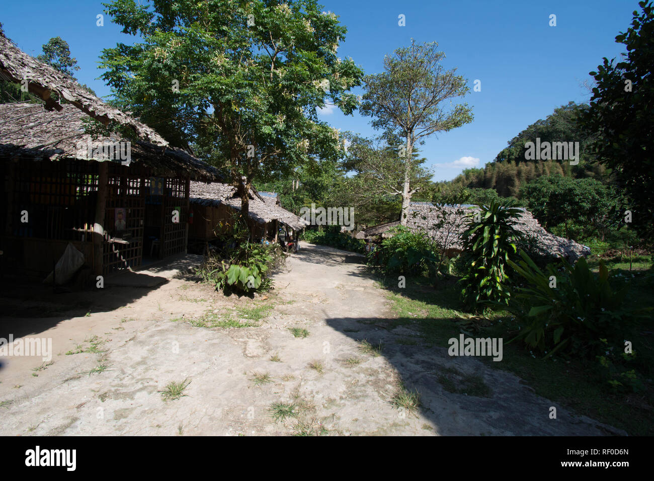 Village huts in Hmong Thailand reeds bamboo style type house tree trees ...