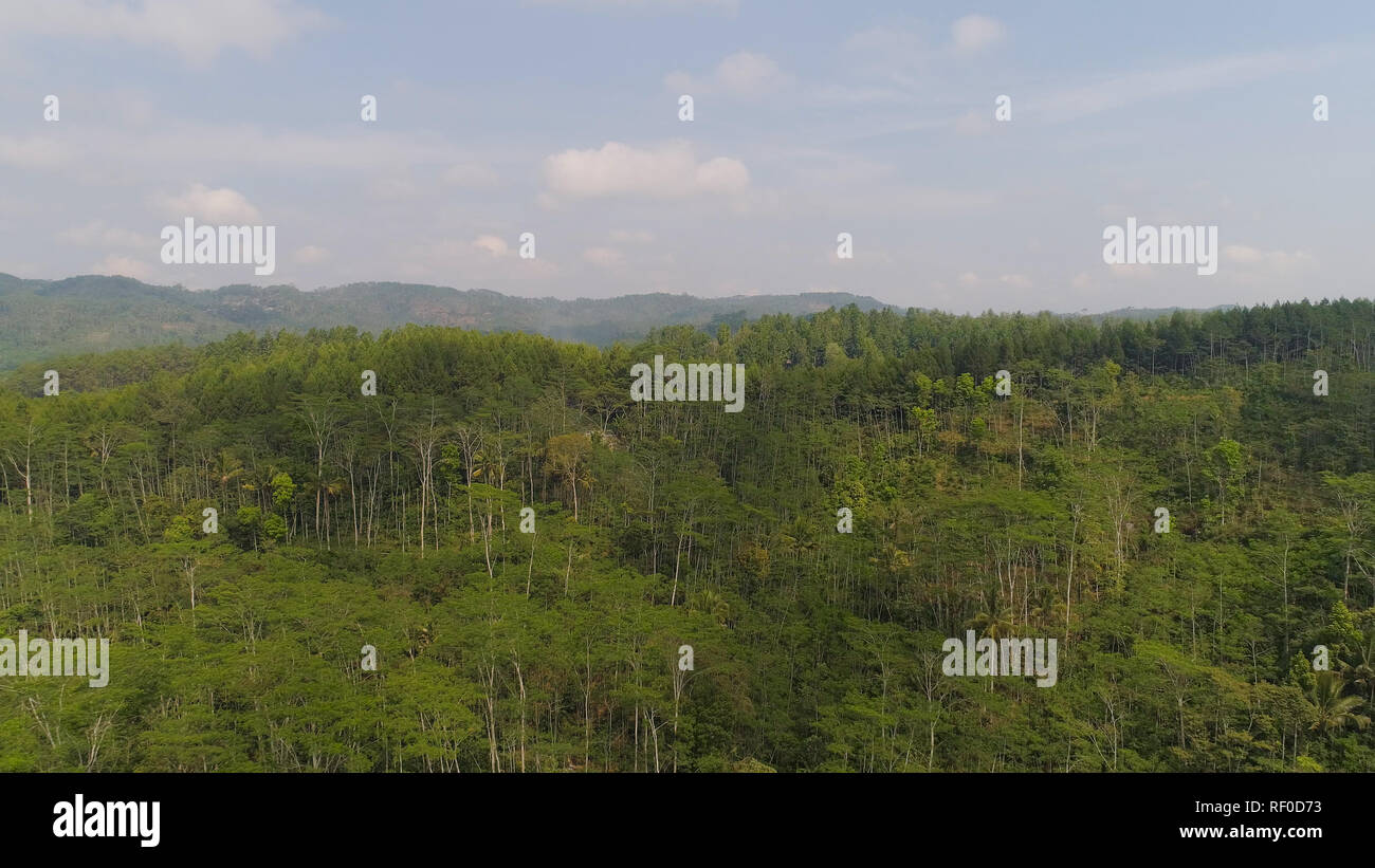 Tall Tree Rainforest Indonesia High Resolution Stock Photography and ...