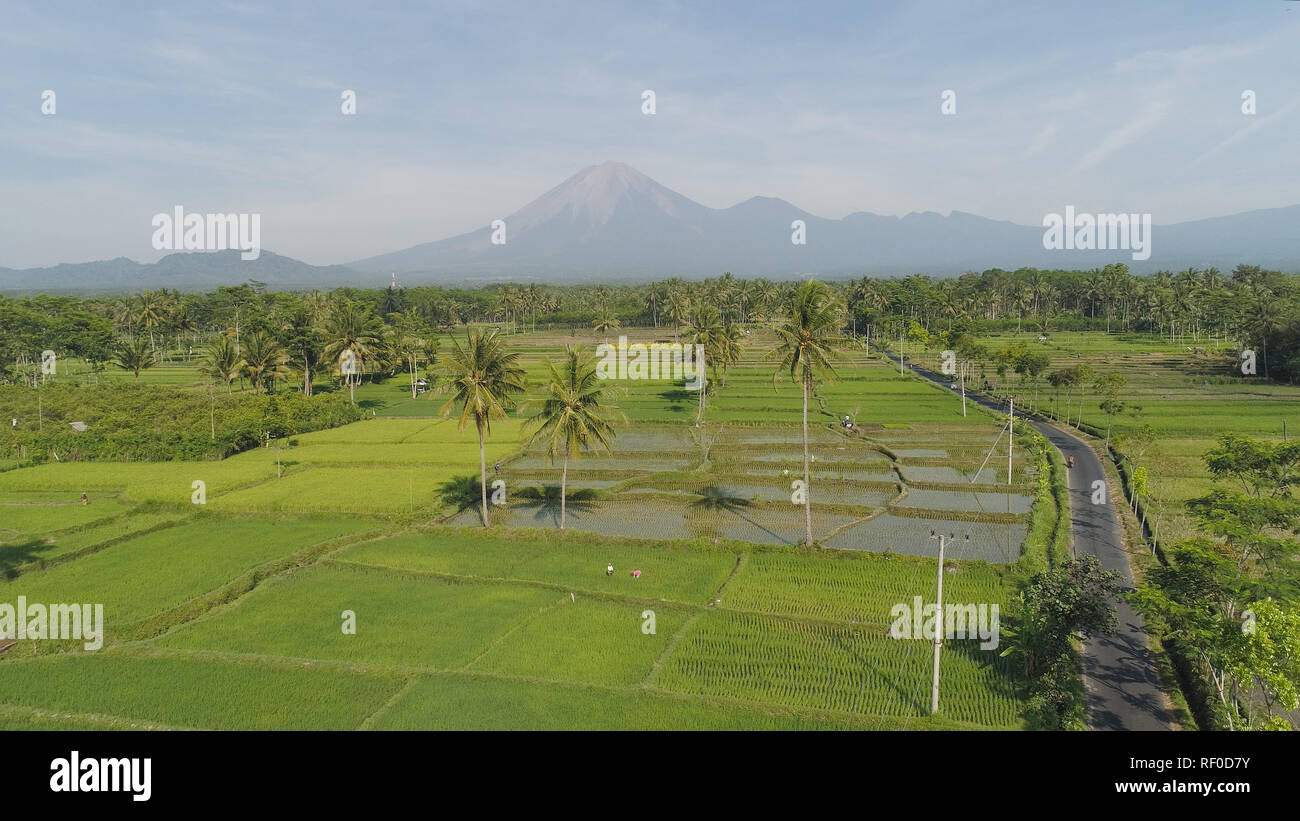 tropical landscape rice fields, mountains, palm trees. aerial view ...