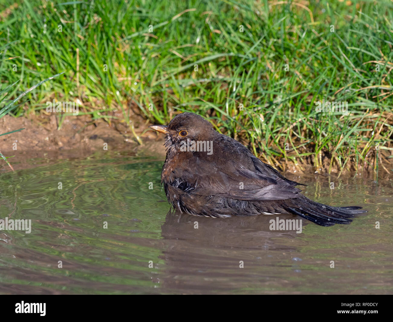Blackbirds Turdus merula female bathing in puddle winter morning in ...