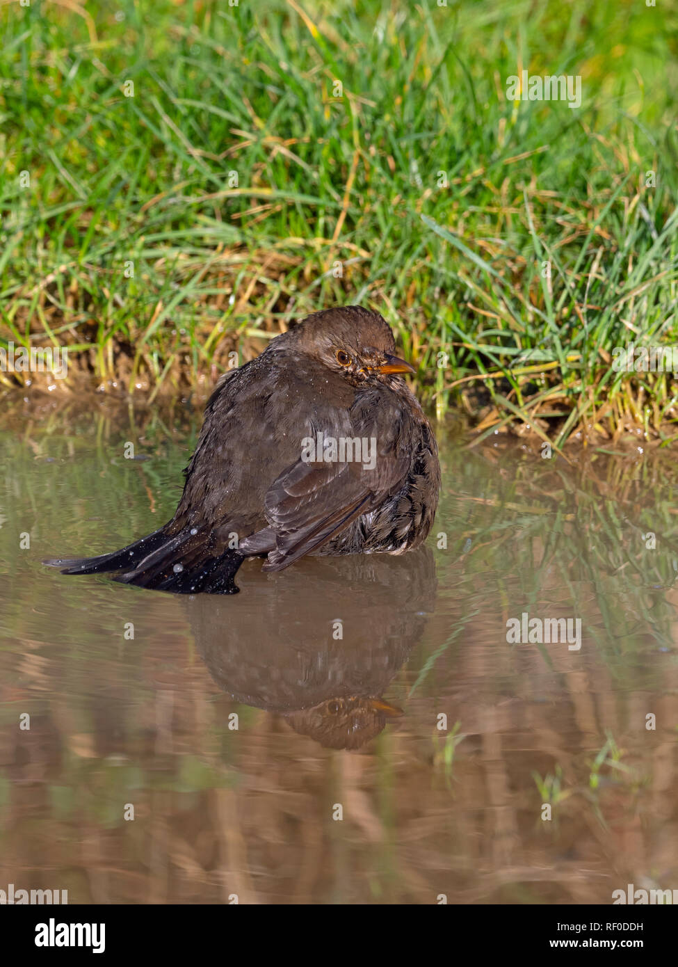 Blackbirds Turdus merula female bathing in puddle winter morning in ...