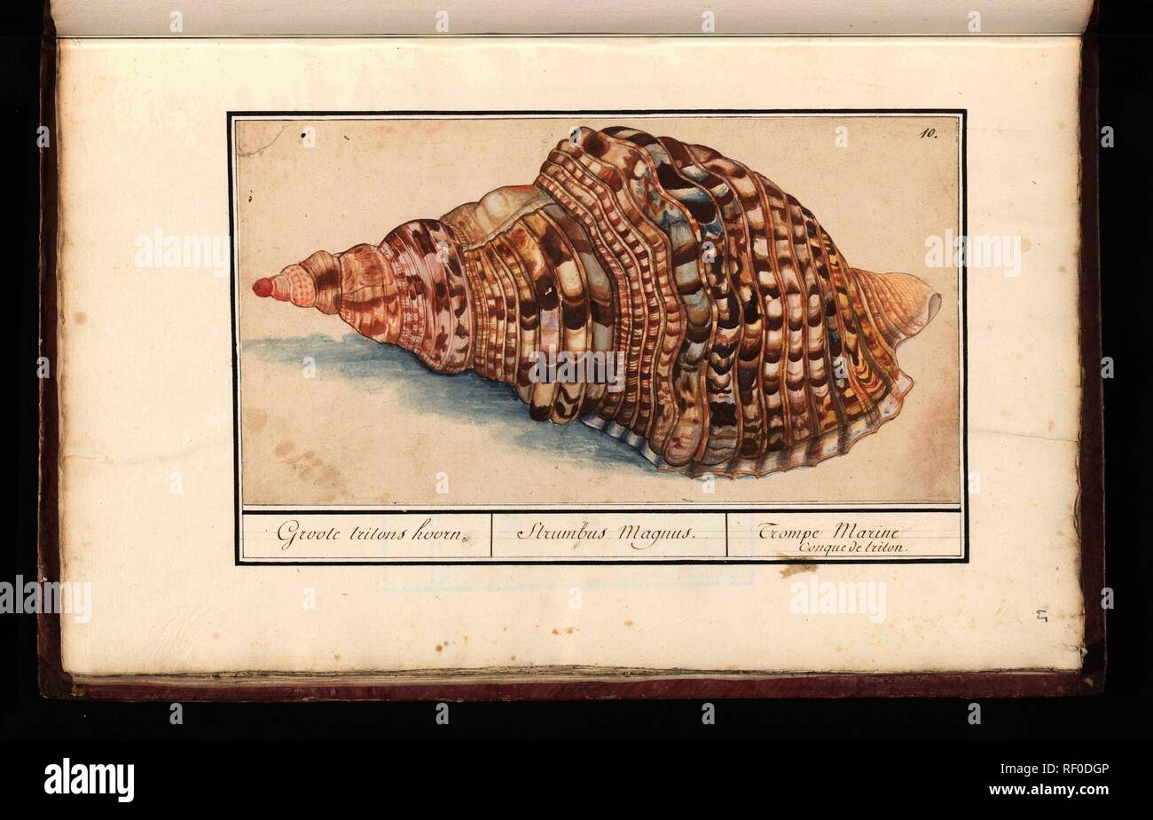 Tritonshoren hi-res stock photography and images - Alamy