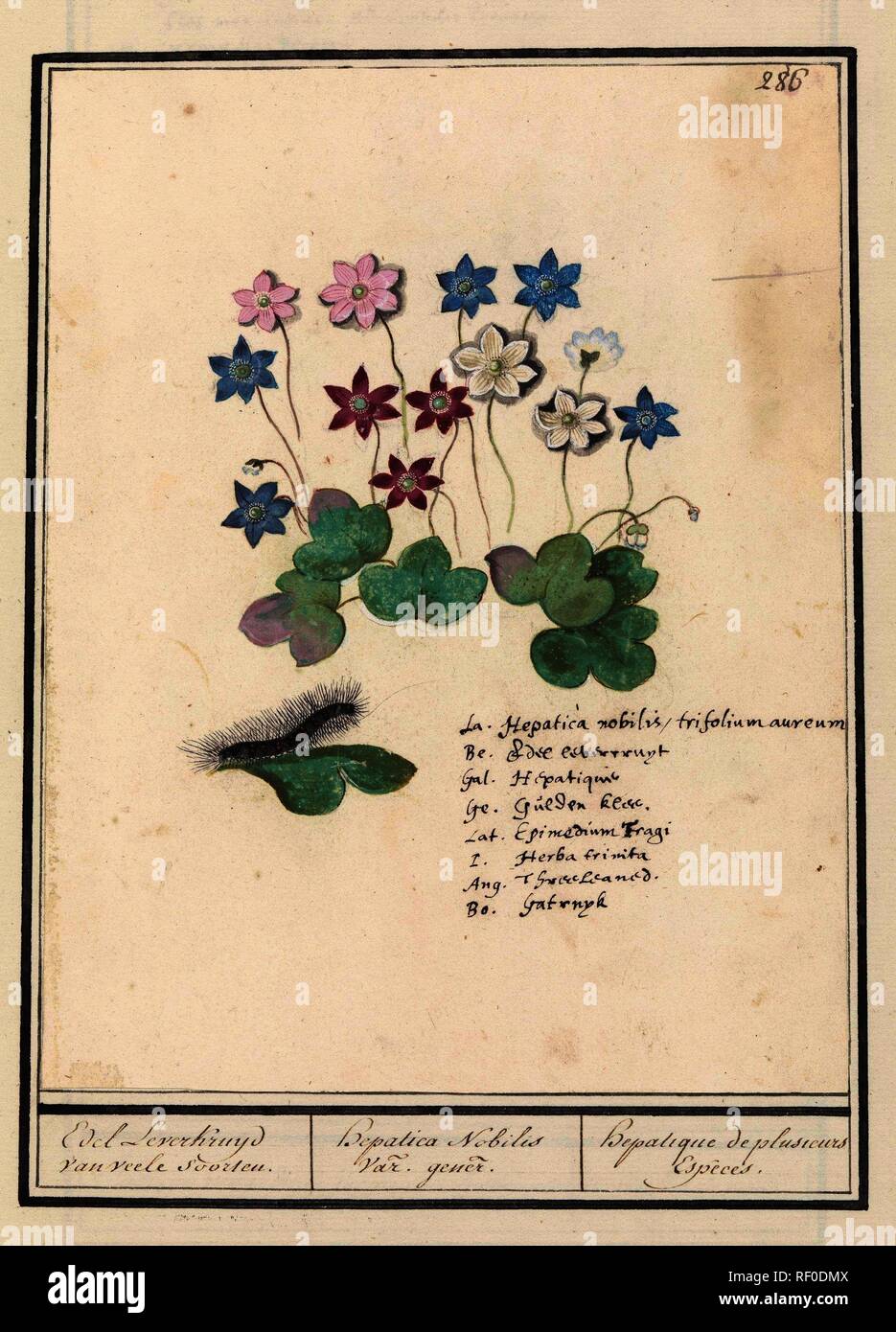 Hepatica drawing hi-res stock photography and images - Alamy