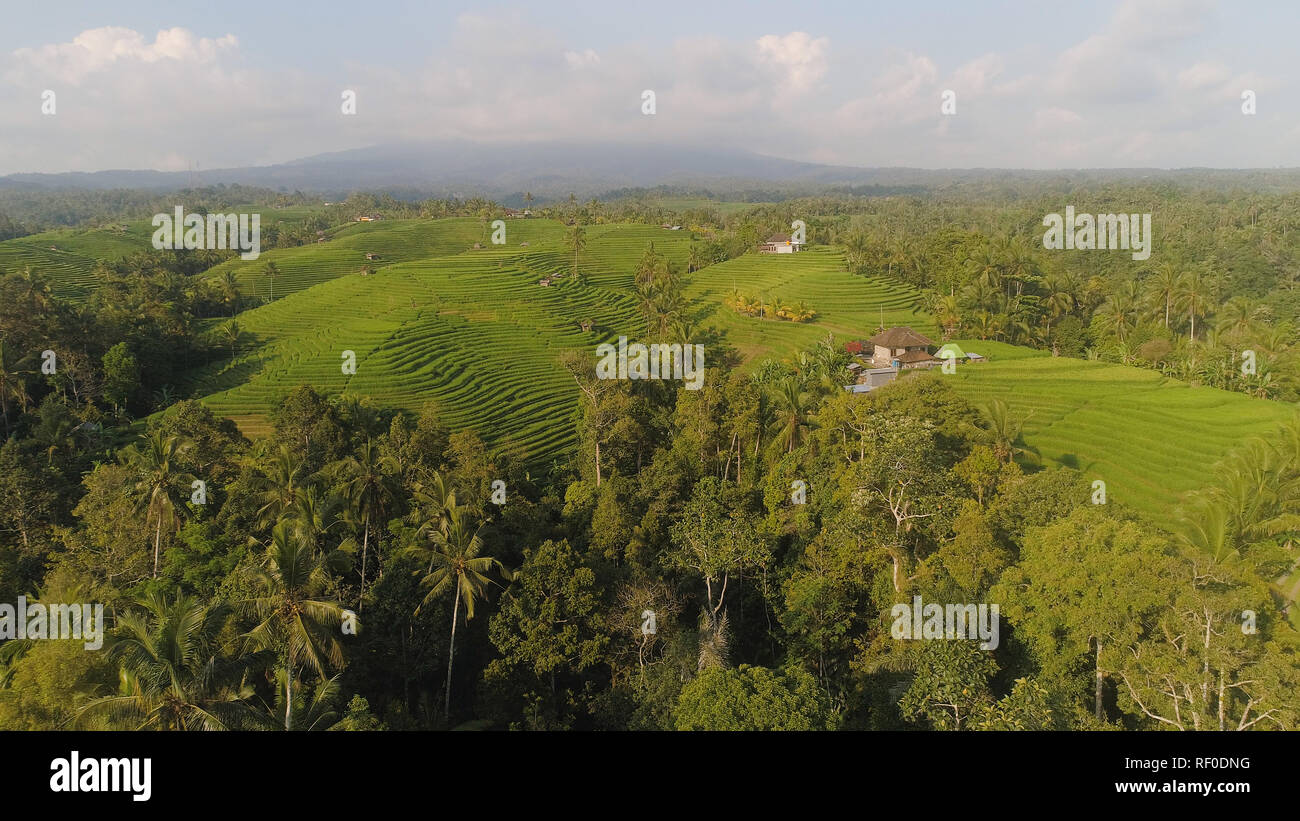 aerial view green rice terrace and agricultural land with crops ...