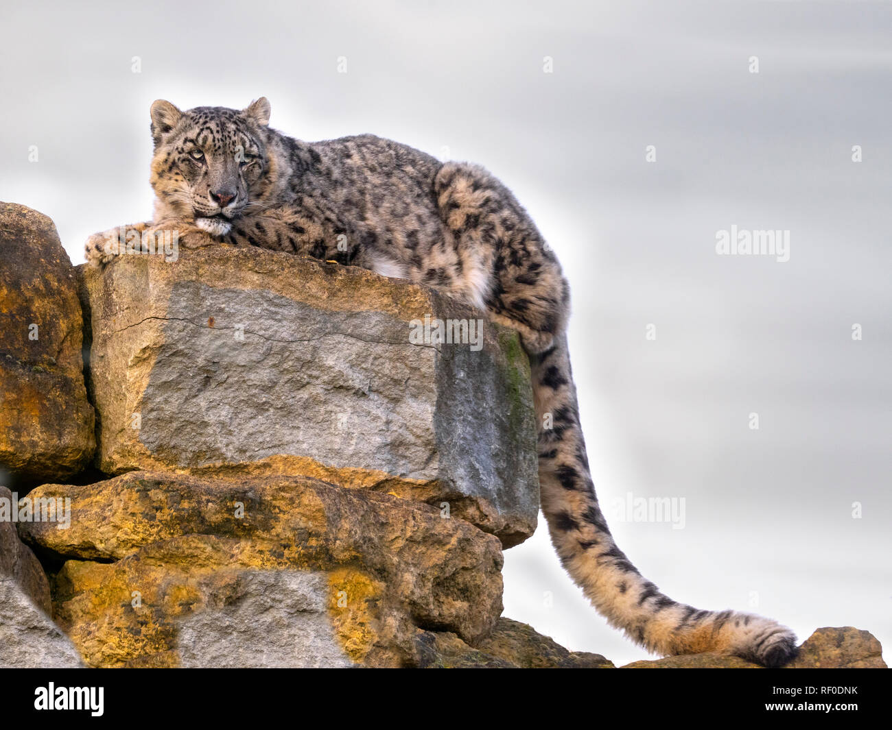 Portrait of captive Snow leopard or ounce Panthera uncia Stock Photo ...