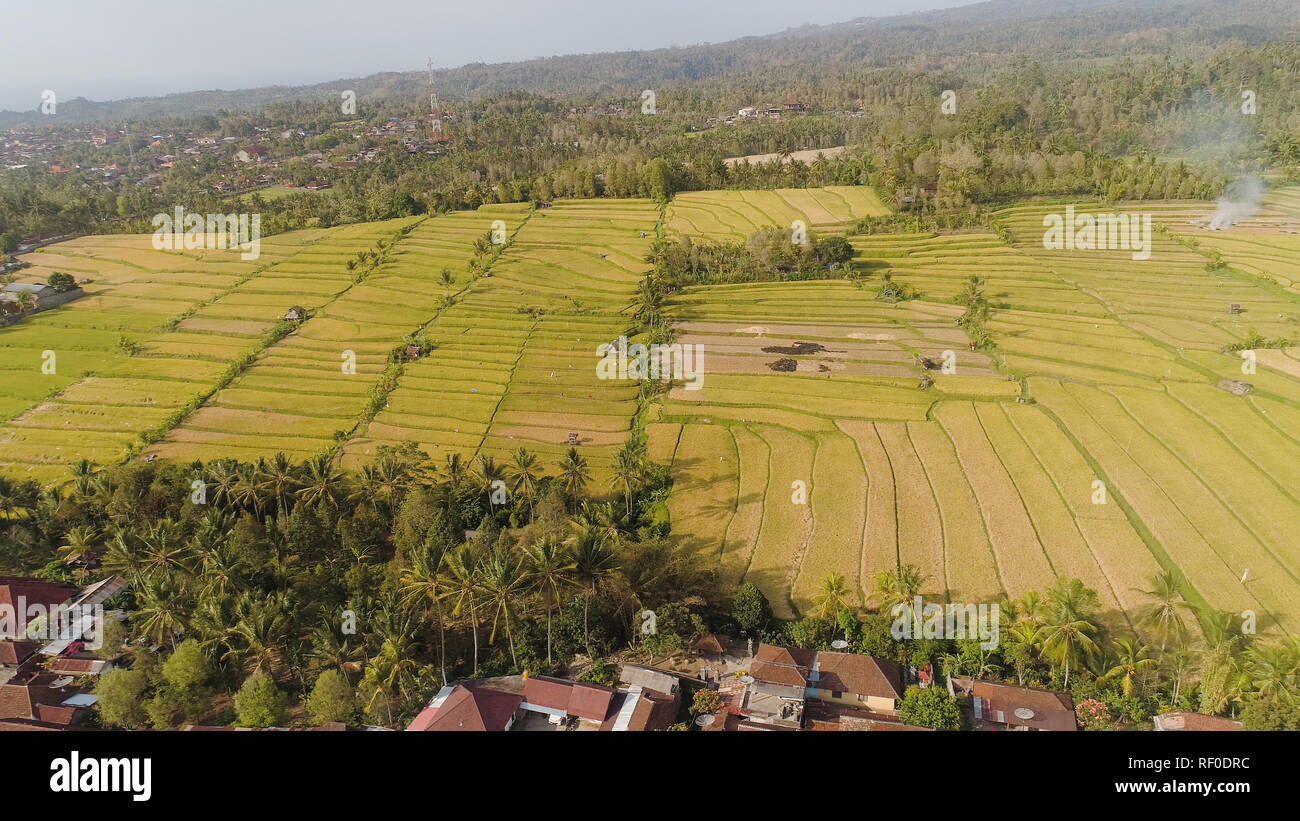 village among rice fields and terraces in Asia. aerial view farmland ...