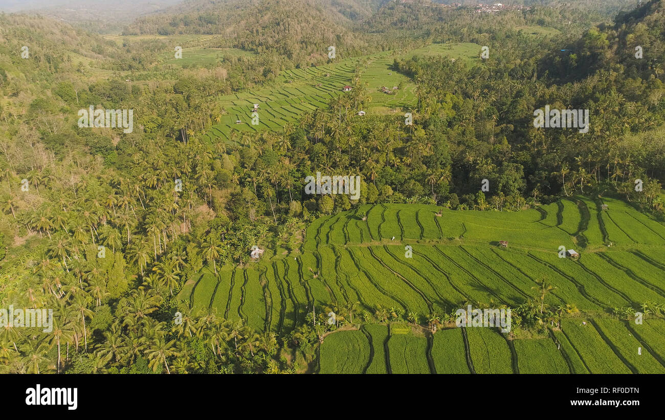 green rice terraces, fields and agricultural land with crops. aerial ...