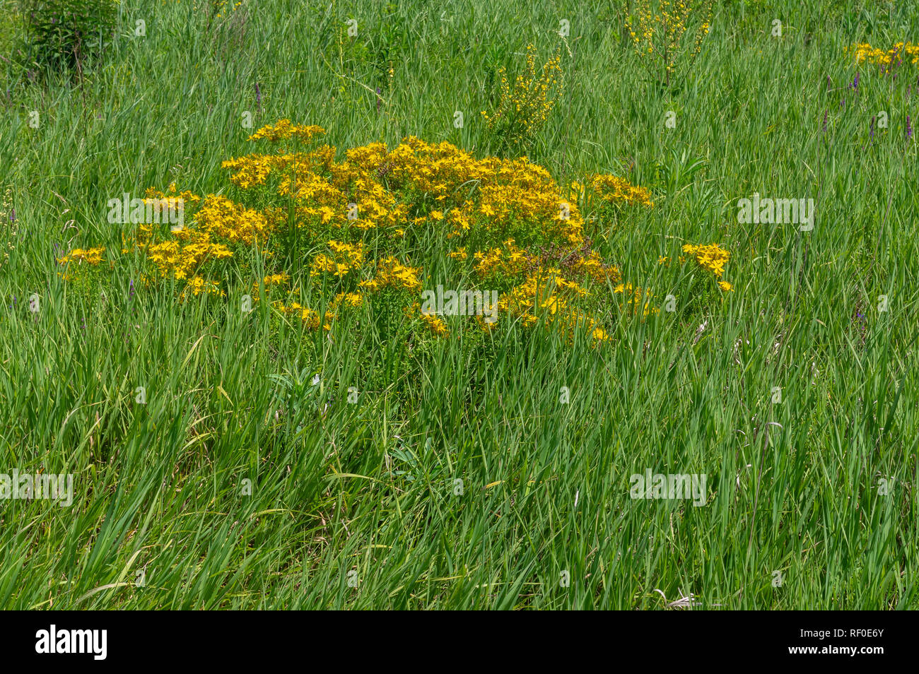 Hypericin and hyperforin hi-res stock photography and images - Alamy