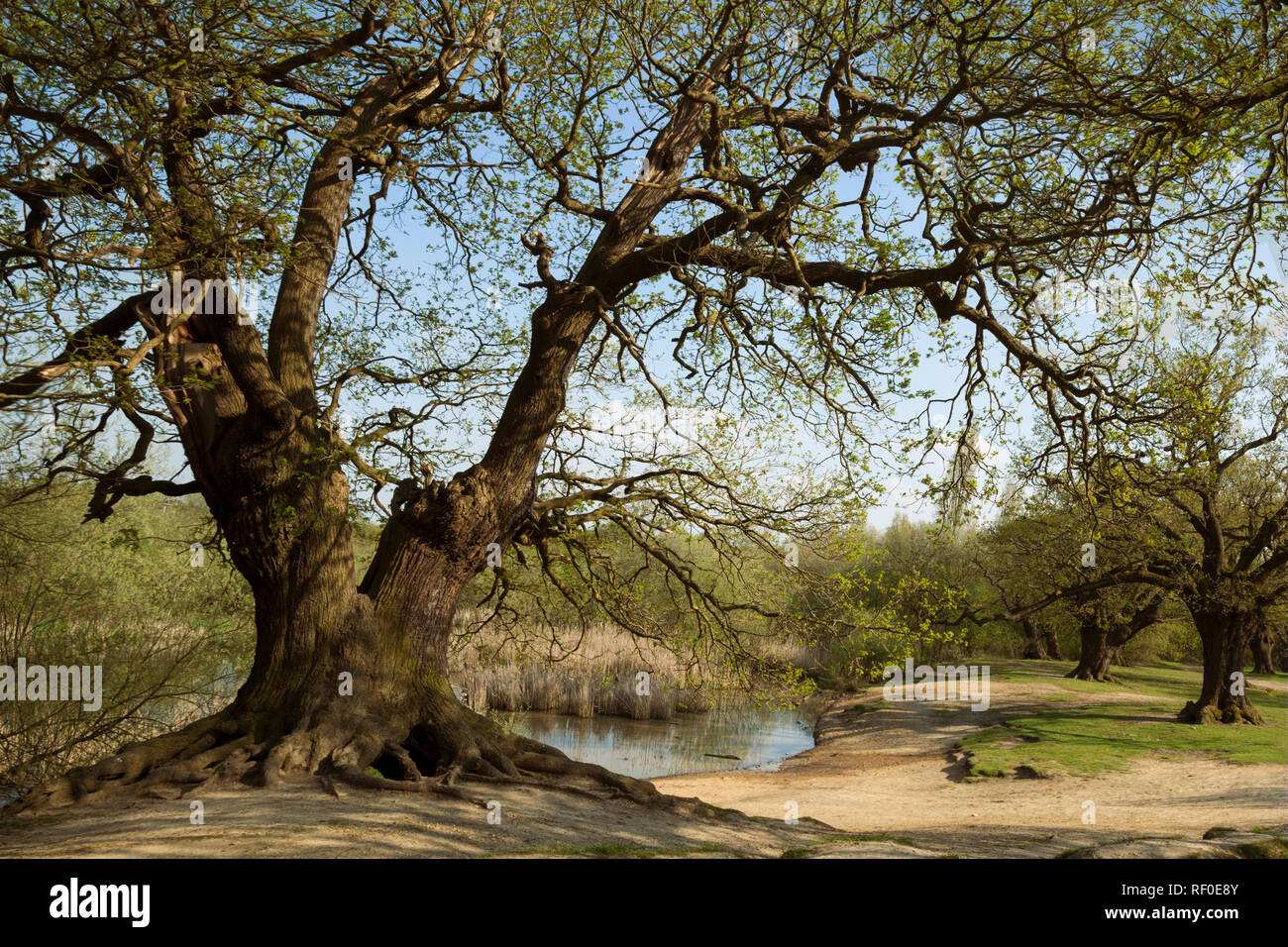 Mighty oak tree hi-res stock photography and images - Alamy