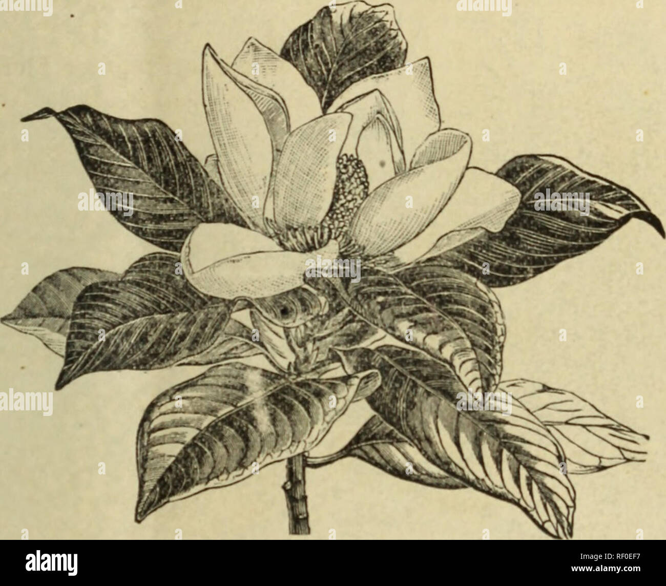 Rose cutler hi-res stock photography and images - Alamy