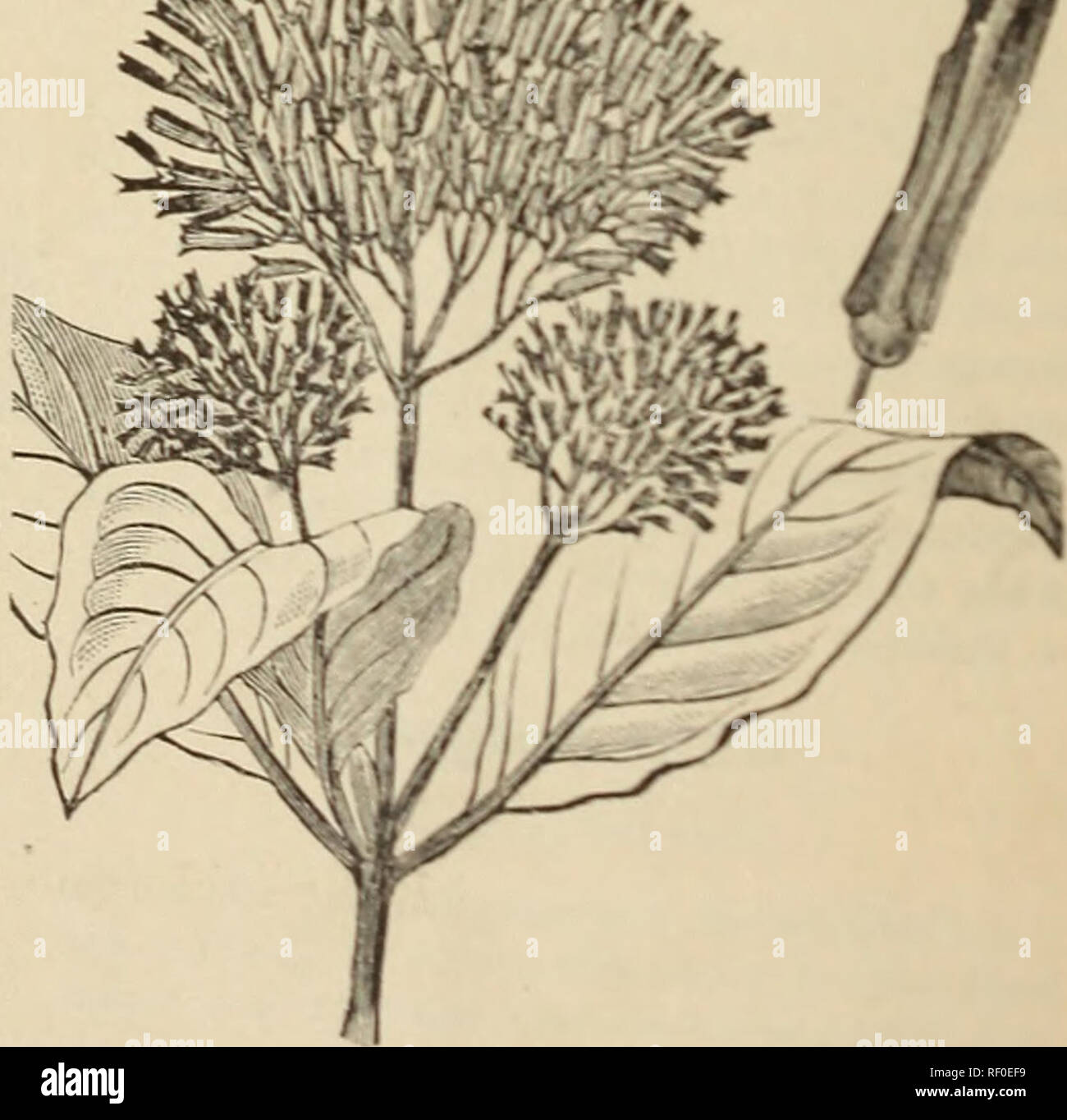 . Catalogue of rare Florida fruits and flowers for the season of 1890 ...