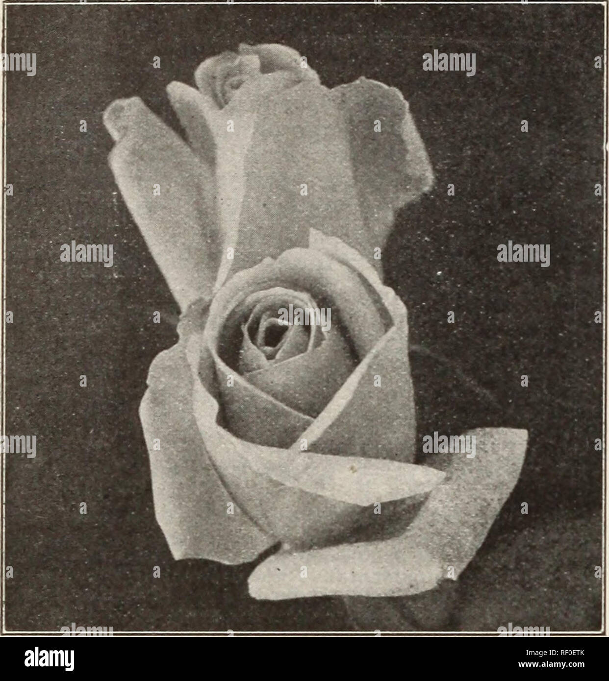 Conrad vig hi-res stock photography and images - Alamy