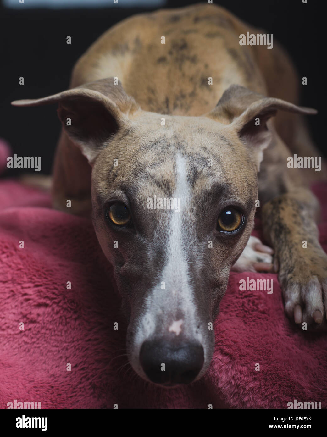 Brindle whippet hi-res stock photography and images - Alamy