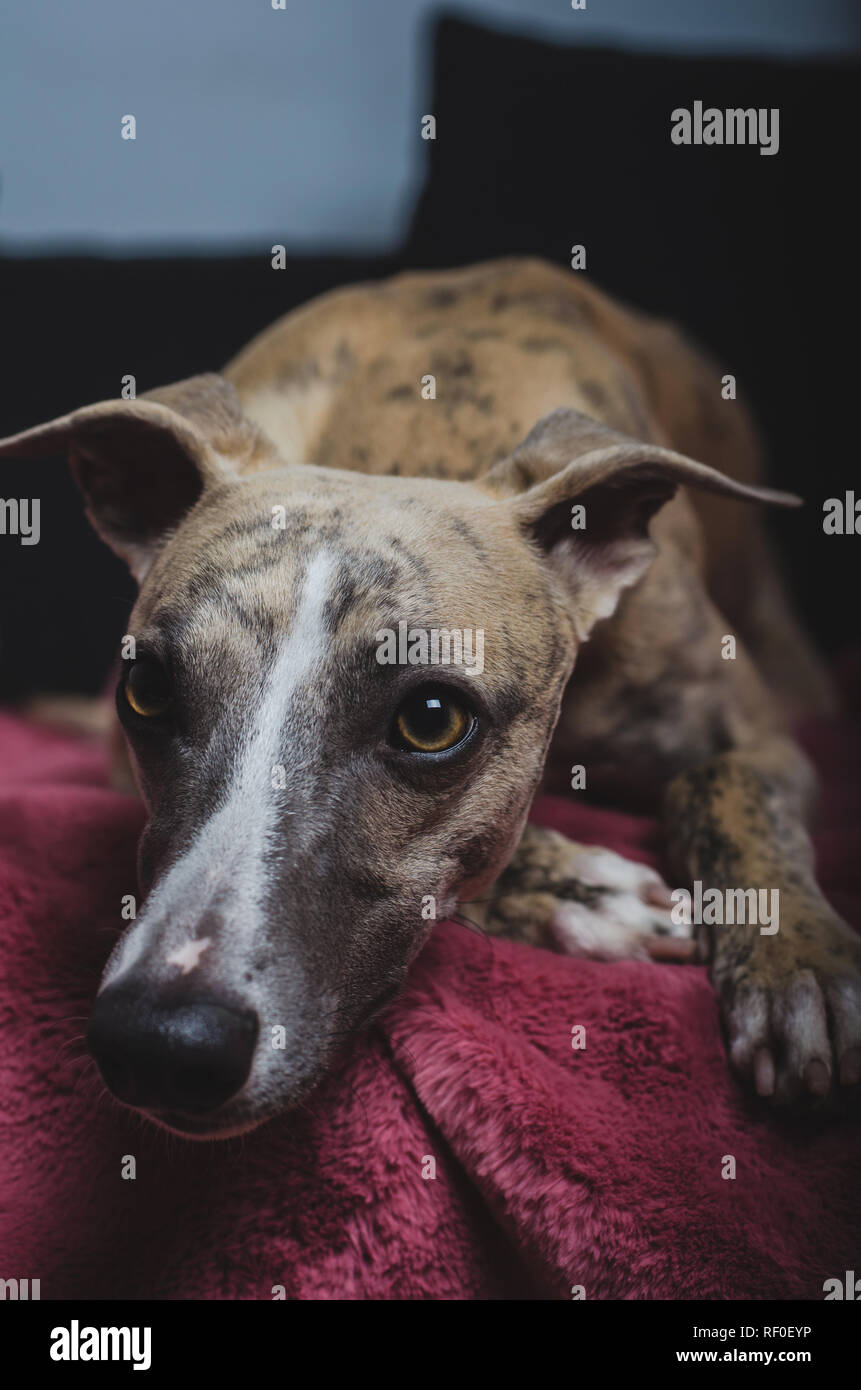 Brindle whippet hi-res stock photography and images - Alamy