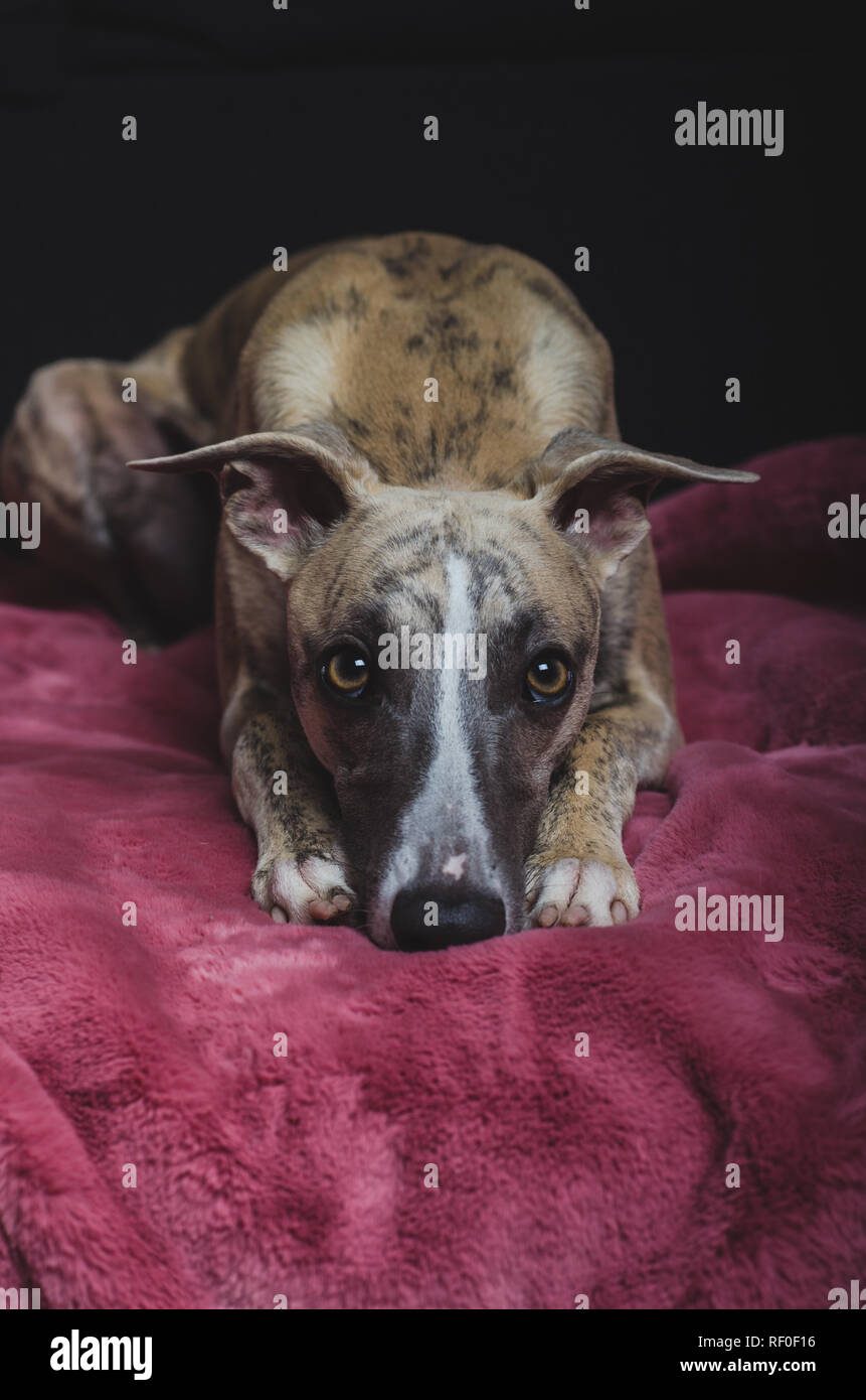A Whippet on a pink plaid #2 Stock Photo - Alamy