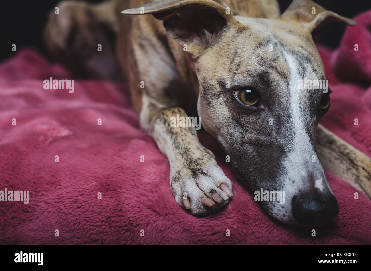 Whippet on sofa hi-res stock photography and images - Alamy