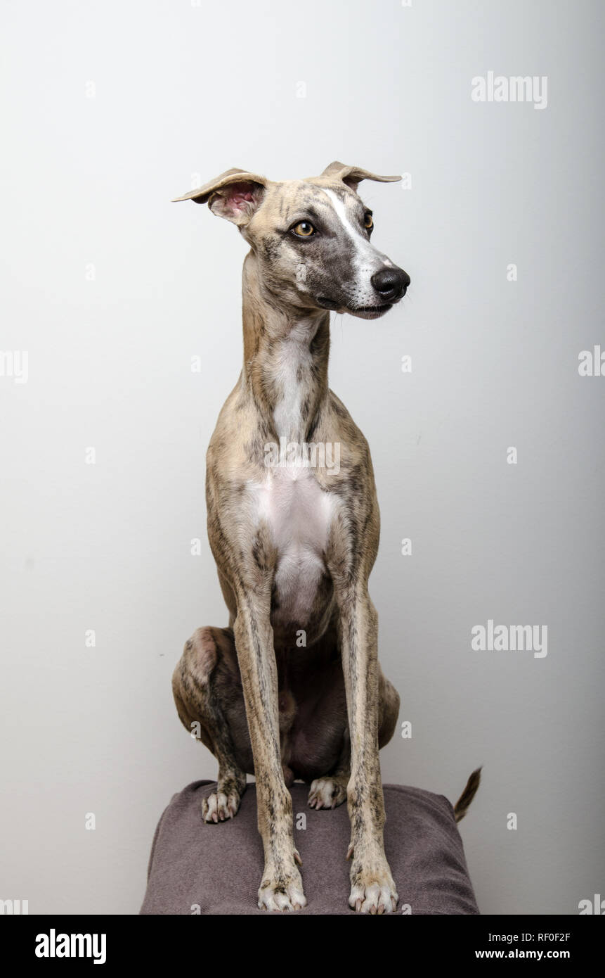 A beautiful, brindled Whippet posing on a stool in front of a white ...