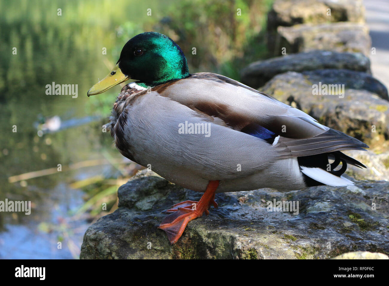 Standing mallard hi-res stock photography and images - Alamy