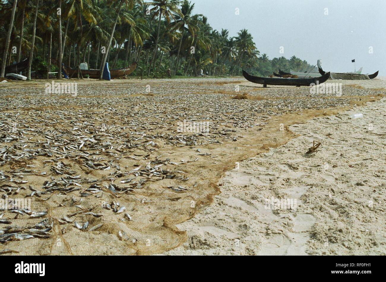Fishing boats and the daily catch drying on the beach at Alappuzha ...