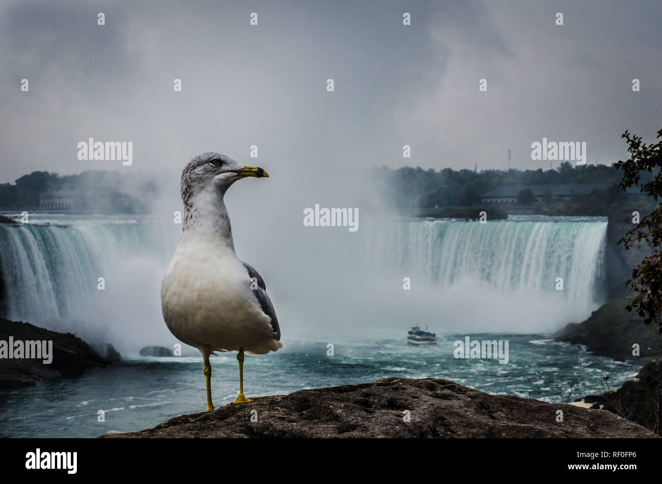 A seagull in front of the Niagara Falls #2 Stock Photo - Alamy