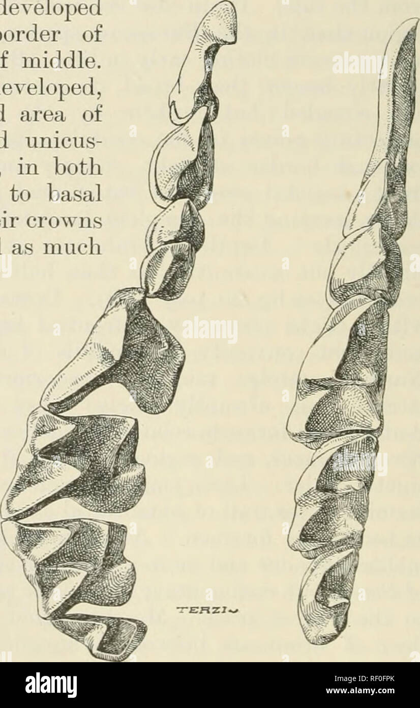 . Catalogue of the mammals of Western Europe (Europe exclusive of ...