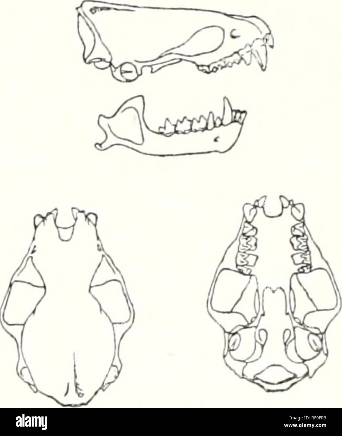 Museum case outline hi-res stock photography and images - Alamy