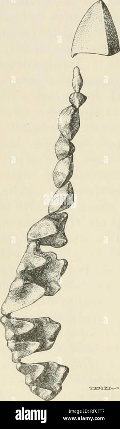 . Catalogue of the mammals of Western Europe (Europe exclusive of ...