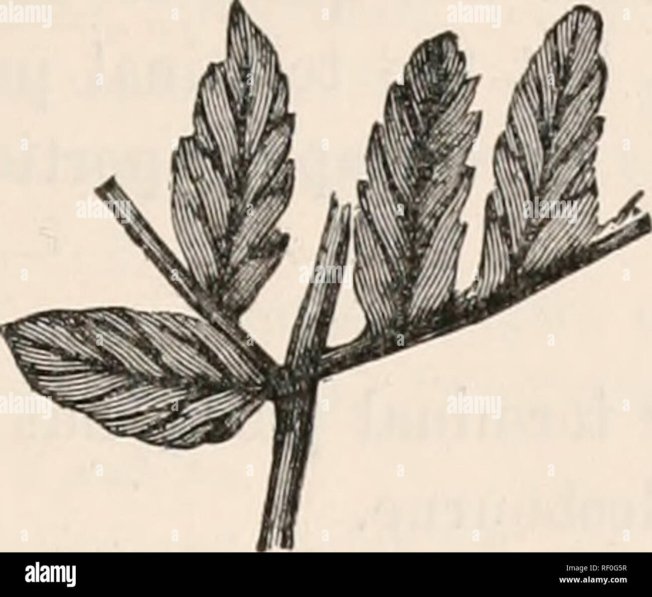 . Catalogue of the Mesozoic plants in the Department of Geology ...