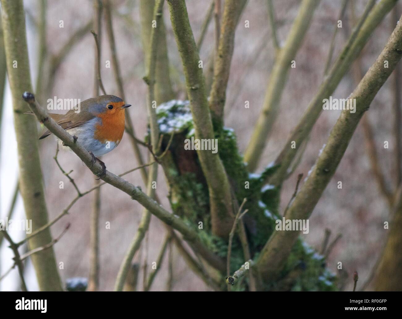 Robin sitting on a branch in a tree hi-res stock photography and images ...