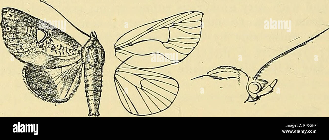 . Catalogue of the Lepidoptera Phalænæ in the British museum. Moths ...