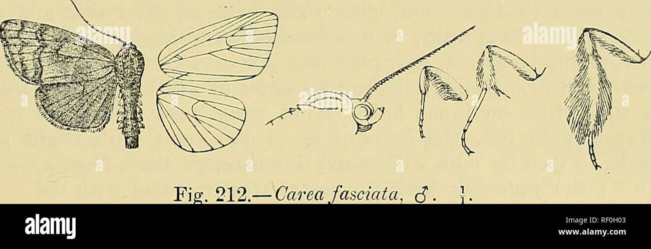 . Catalogue of the Lepidoptera Phalænæ in the British museum. Moths ...