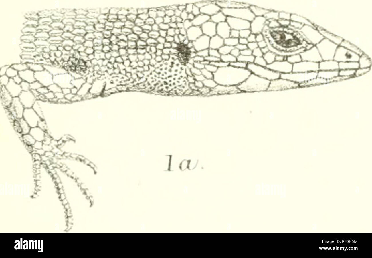 . Catalogue of the lizards in the British Museum (Natural History) 2d ...
