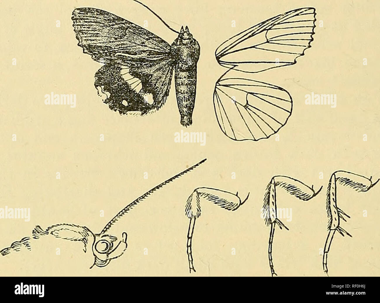 . Catalogue of the Lepidoptera Phalænæ in the British museum. Moths ...