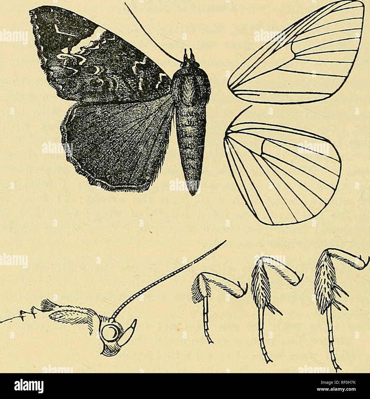 . Catalogue of the Lepidoptera PhalÃ¦nÃ¦ in the British museum. Moths ...