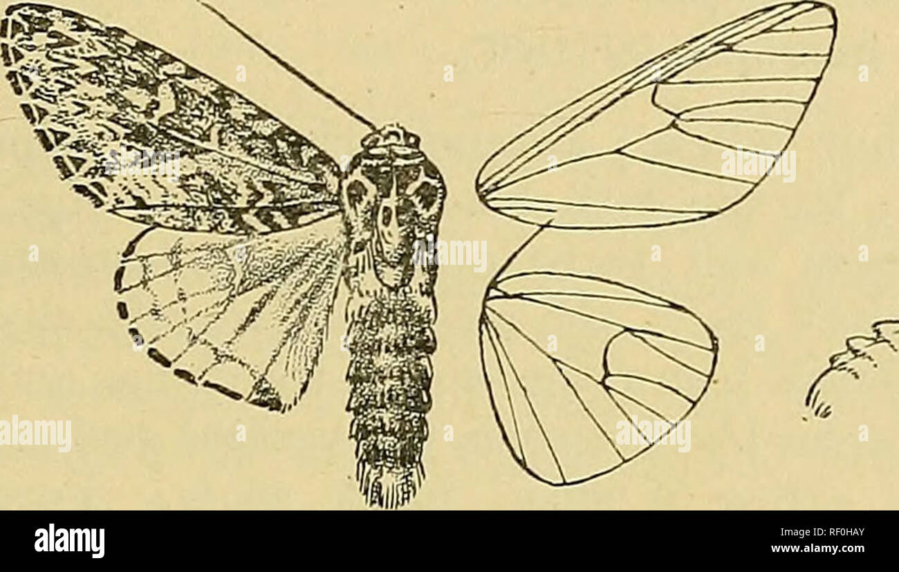 . Catalogue of the Lepidoptera Phalænæ in the British museum. Moths ...