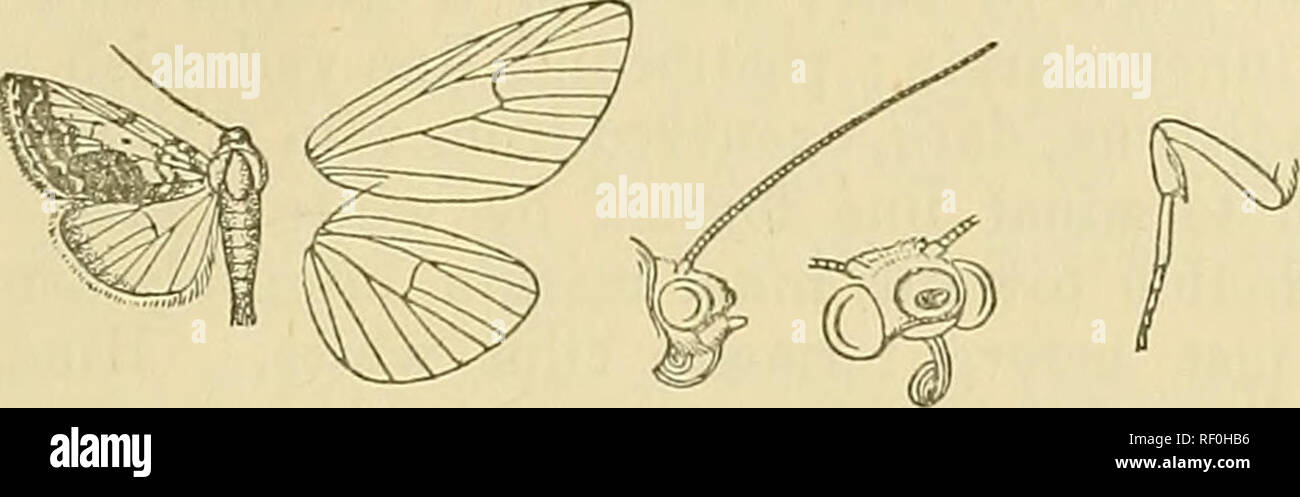 . Catalogue of the Lepidoptera Phalænæ in the British museum. Moths ...