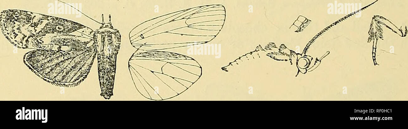 Discal patches hi-res stock photography and images - Alamy