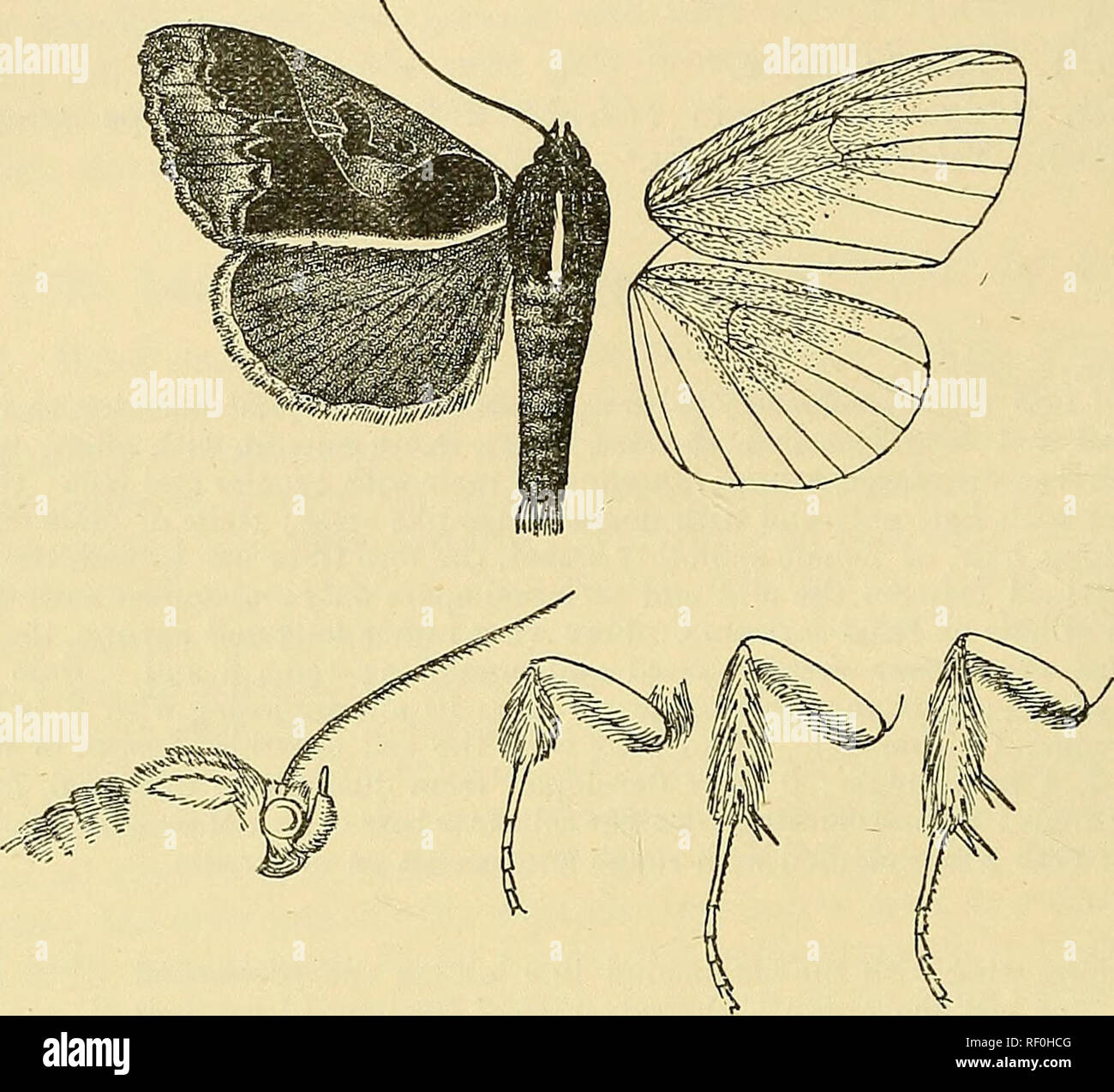 . Catalogue of the Lepidoptera Phalænæ in the British museum. Moths ...
