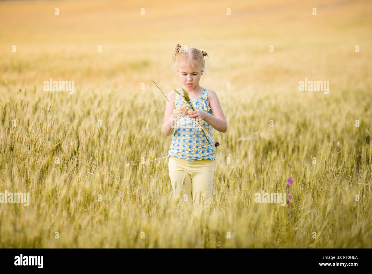 Cute little girl on the field of rye Stock Photo - Alamy