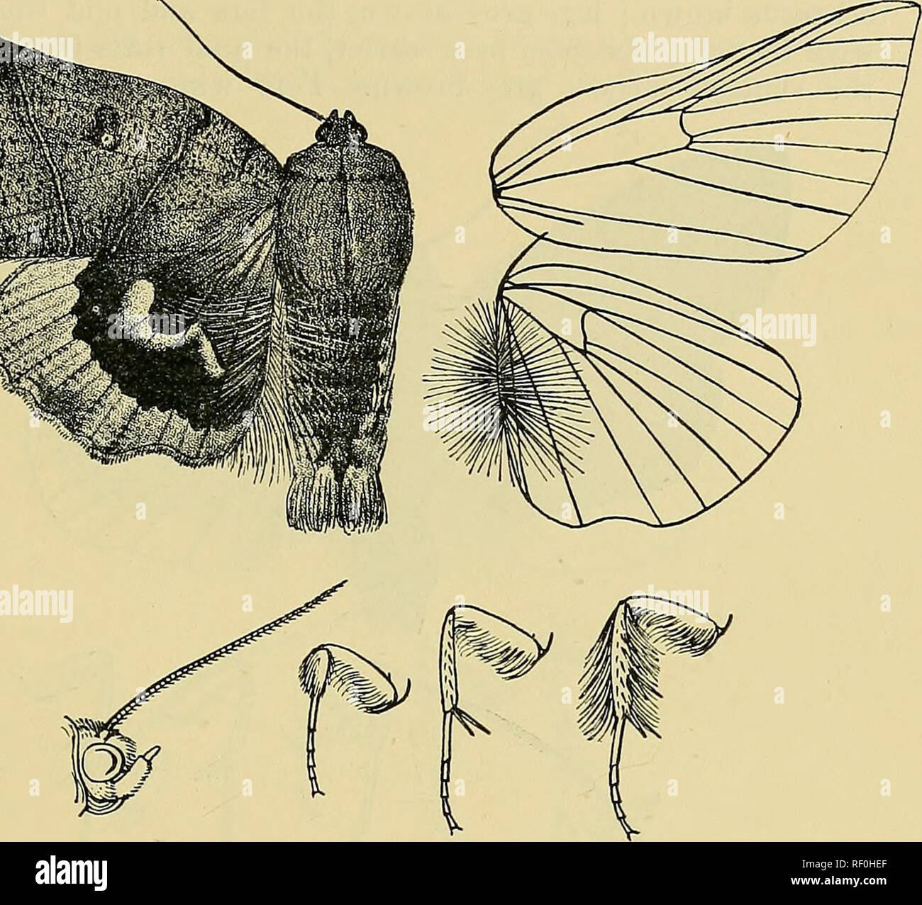 . Catalogue of the Lepidoptera PhalÃ¦nÃ¦ in the British museum. Moths ...