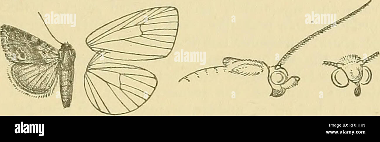 . Catalogue of the Lepidoptera Phalænæ in the British museum. Moths ...