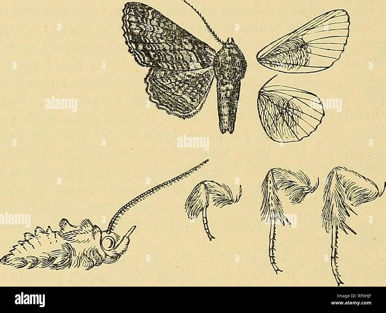 . Catalogue of the Lepidoptera Phalænæ in the British museum. Moths ...