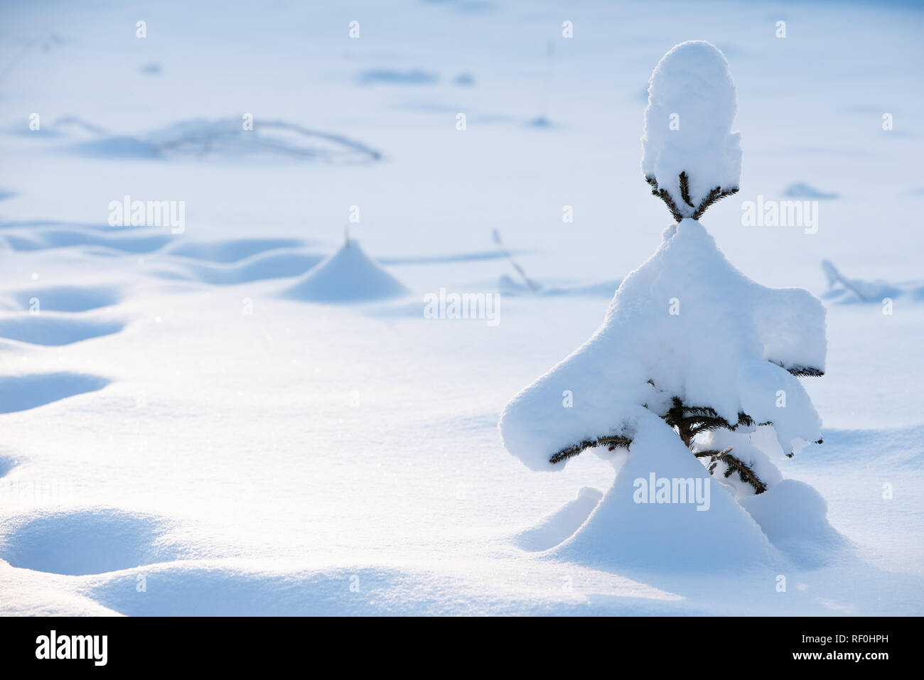 Small solitary spruce tree (Picea abies) covered with snow Stock Photo ...