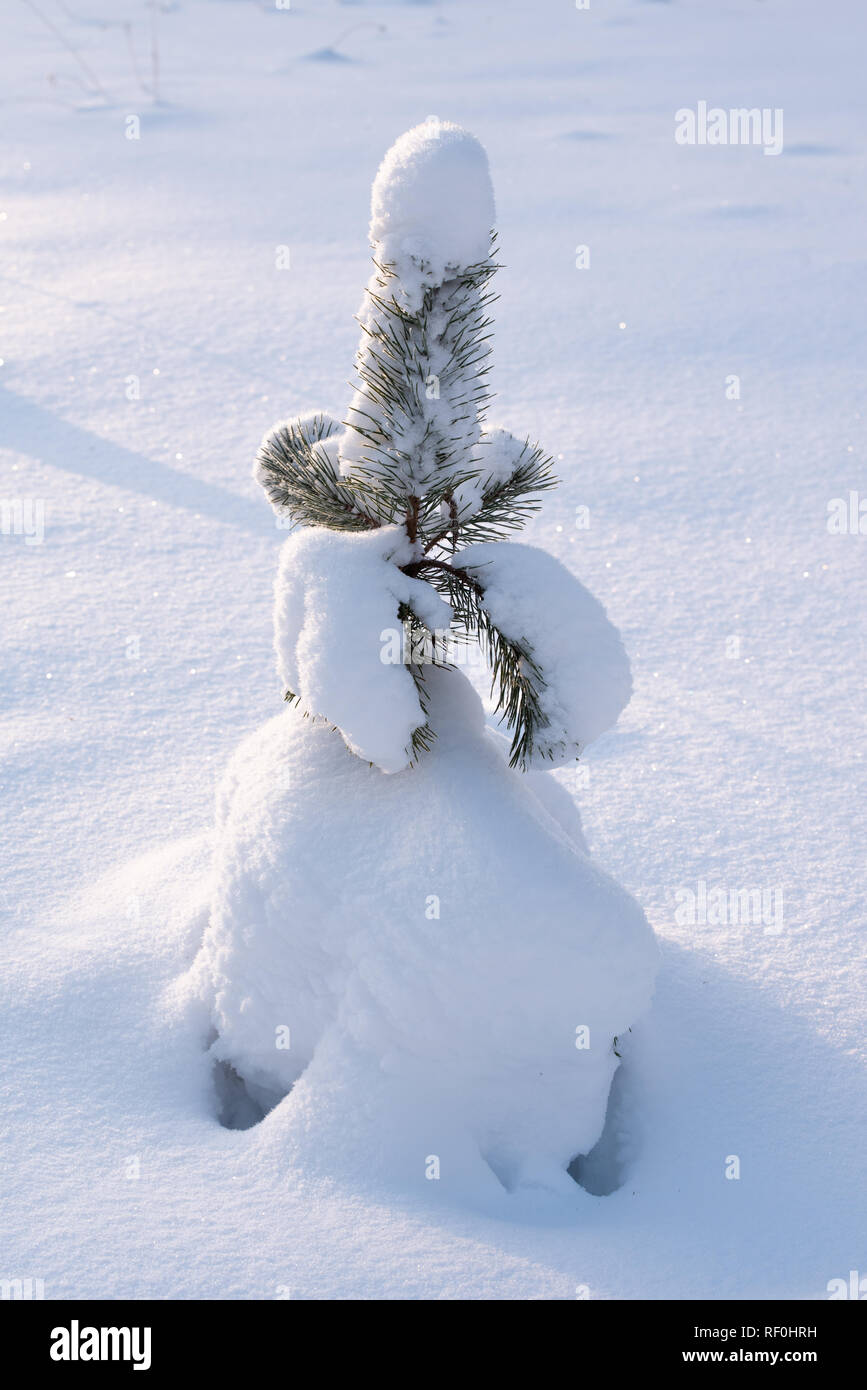 Young Scots pine tree (Pinus sylvestris) covered with snow Stock Photo ...