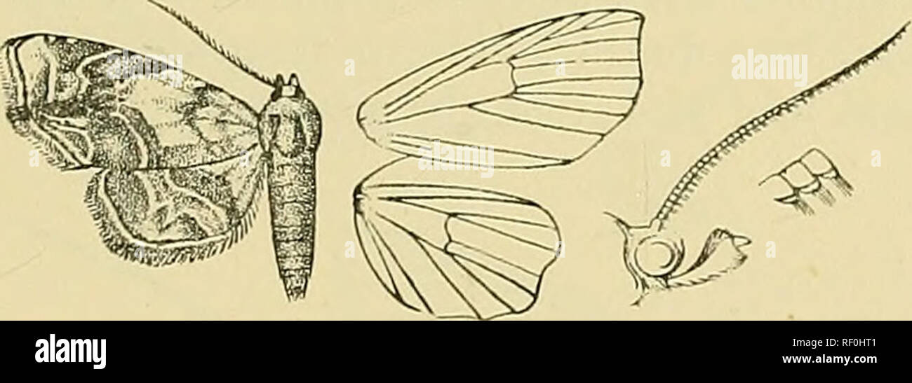 . Catalogue of the Lepidoptera Phalænæ in the British museum. Moths. CA ...