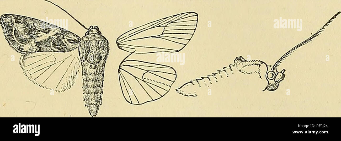 . Catalogue of the Lepidoptera Phalænæ in the British museum. Moths ...