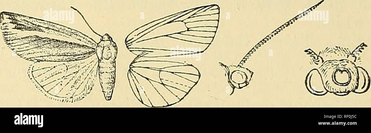 Cephalos hi-res stock photography and images - Alamy