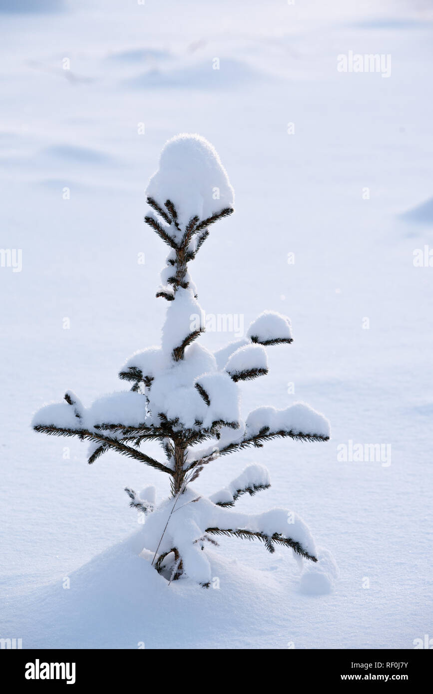 Small spruce tree snow hi-res stock photography and images - Alamy